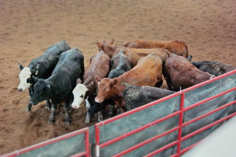 Gallery - Double F Arena LLC